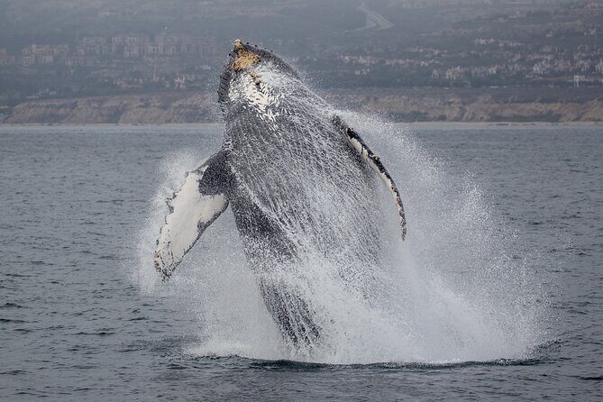 Luxury Whale Watching: Fewer People, Extra Speed, Expert Staff - FAQ
