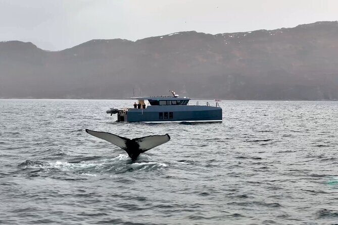 Luxury Whale Watching From Tromso - Small group and local guide - Who Would Love This Tour?
