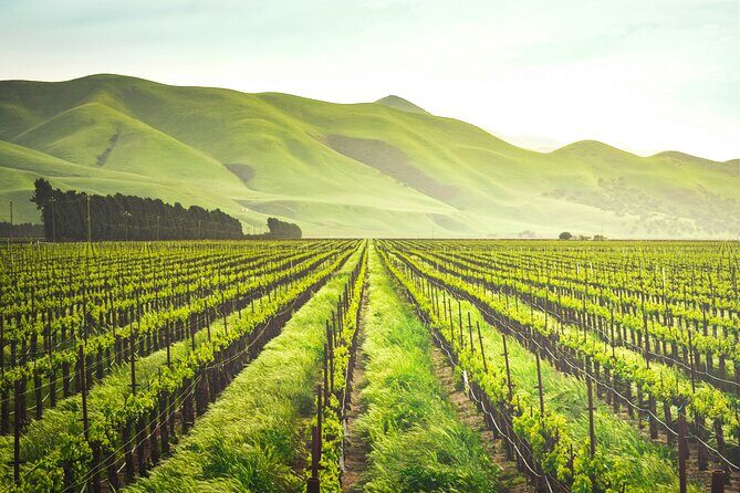 Luxury Wine Tour in Washington DC to Loudoun County Vineyards - Final Thoughts