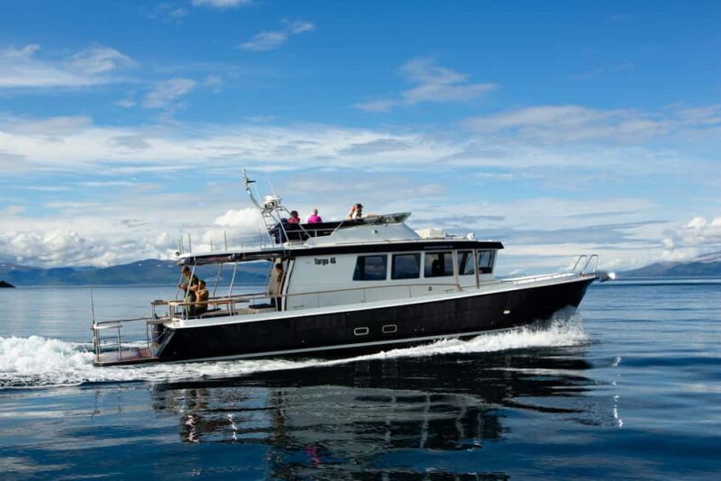 Lyngen: Whale Watching VIP Boat Tour with Lunch - An In-Depth Look at the Lyngen Whale Watching VIP Tour