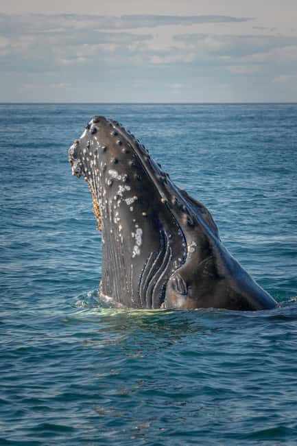 Lyngen: Whale Watching VIP Boat Tour with Lunch - The Sum Up