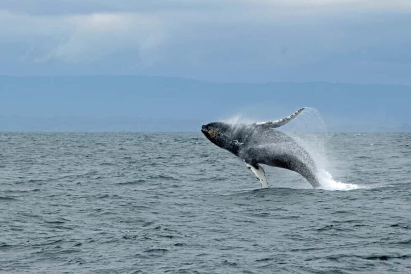 Lyngen: Whale Watching VIP Boat Tour with Lunch - FAQ