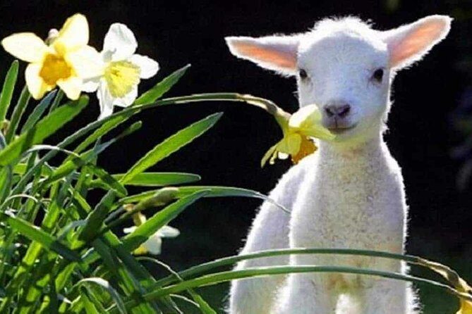 Lyttelton Cruise Excursions: Christchurch Sightseeing with Sheep Farm - Introduction