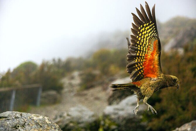 Lyttelton Shore Excursion: Arthur's Pass Day Tour - A Deep Dive into the Tour Experience