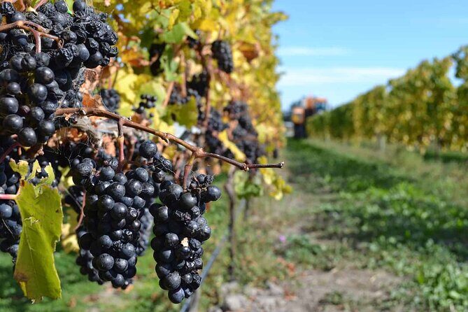 Lyttelton Shore Excursion - City Highlights & Waipara Wine Tour - Who Will Love This Tour?