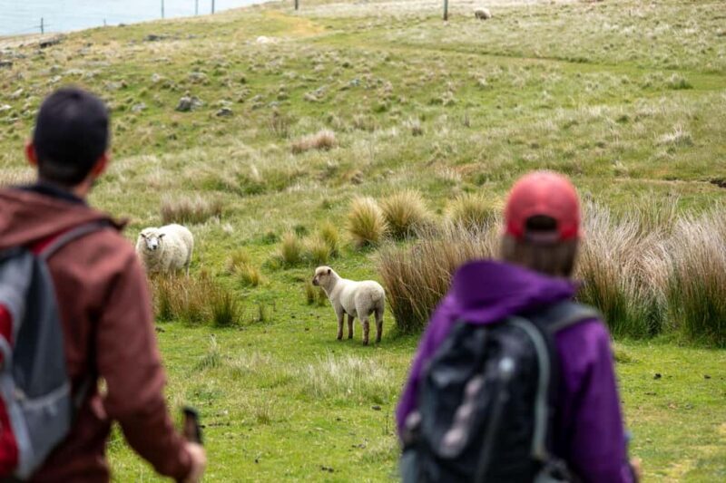 Lyttelton: Shore Excursion, Godley Head, Guided Walk - A Deep Dive into the Experience