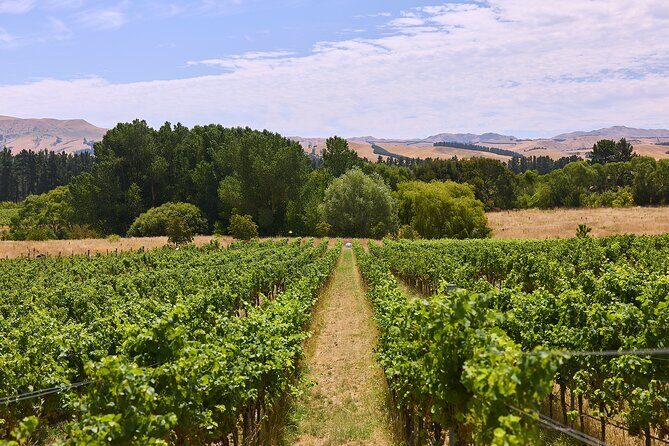 Lyttelton Shore Excursion: Waipara Valley Wine Tour with Lunch - The Sum Up
