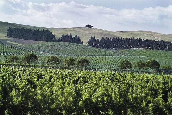 Lyttelton Shore Excursion - Waipara Wine Tour With Lunch - Detailed Breakdown of the Day