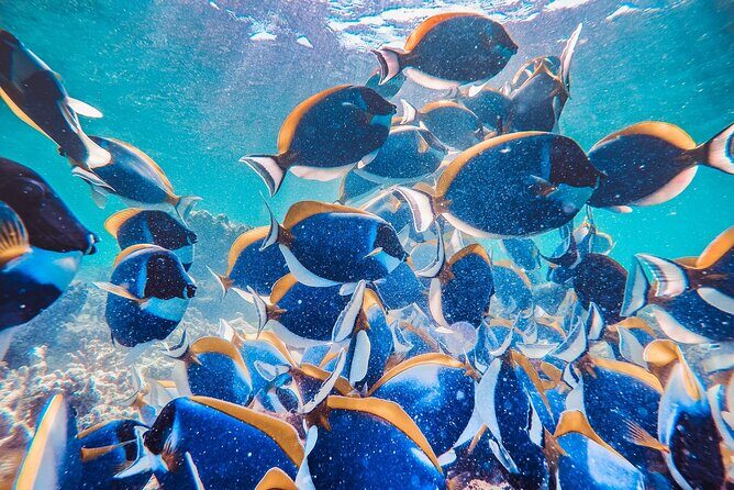 Maafushi: Full Day Snorkeling and Island Hopping Experience - The Itinerary in Detail