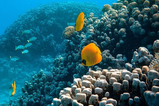 Maafushi Parasailing Experience - Final Thoughts