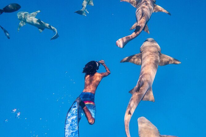 Maafushi: Ship wreck & Nurse shark snorkeling with Dolphin watching - Practical Details That Matter