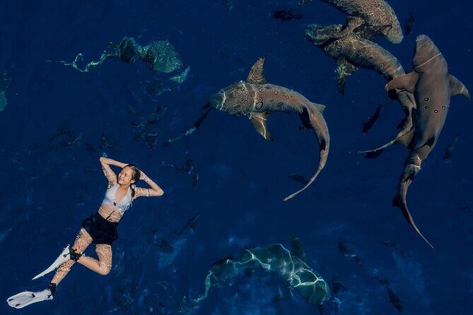 Maafushi: Ship wreck & Nurse shark snorkeling with Dolphin watching - FAQ