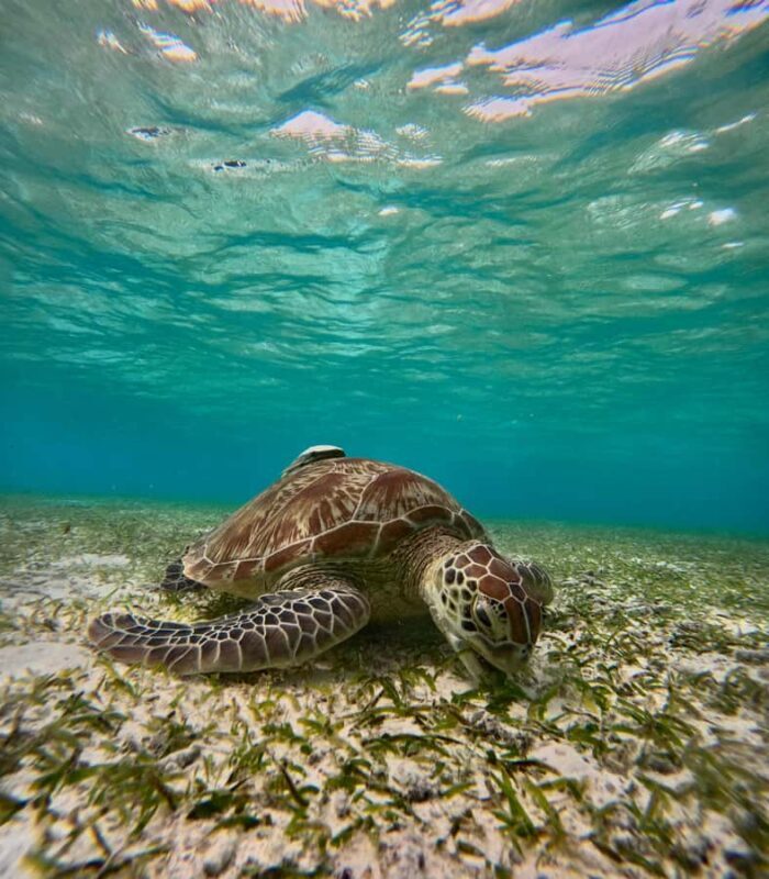 Maafushi: Turtles, Dolphins, and Coral Reef Adventure - Transportation, Timing, and Practical Considerations