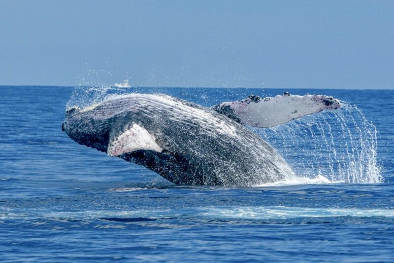 Ma'alaea Harbor: Whale Watching Tour Aboard Power Catamaran - What You’ll Get for Your Money