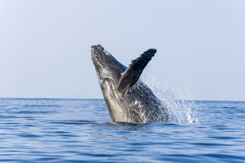 Ma'alaea Harbor: Whale Watching Tour Aboard Power Catamaran - Authentic Experiences and Passenger Reviews