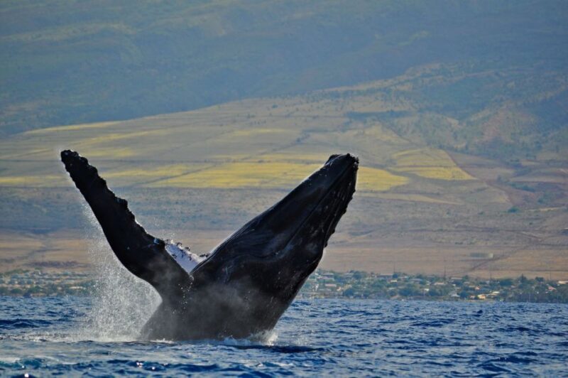 Ma'alaea Harbor: Whale Watching Tour Aboard Power Catamaran - The Experience You Can Expect
