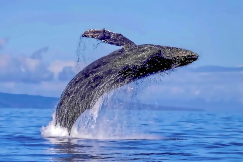 Ma'alaea Harbor: Whale Watching Tour Aboard Power Catamaran - Frequently Asked Questions