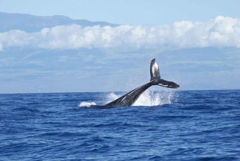 Maalaea: Small Group 2-Hour Whale Watch Experience - Discovering the Maalaea Small Group Whale Watch Experience