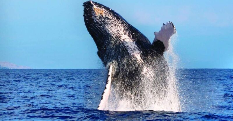 Maalaea: Small Group 2-Hour Whale Watch Experience - Final Words