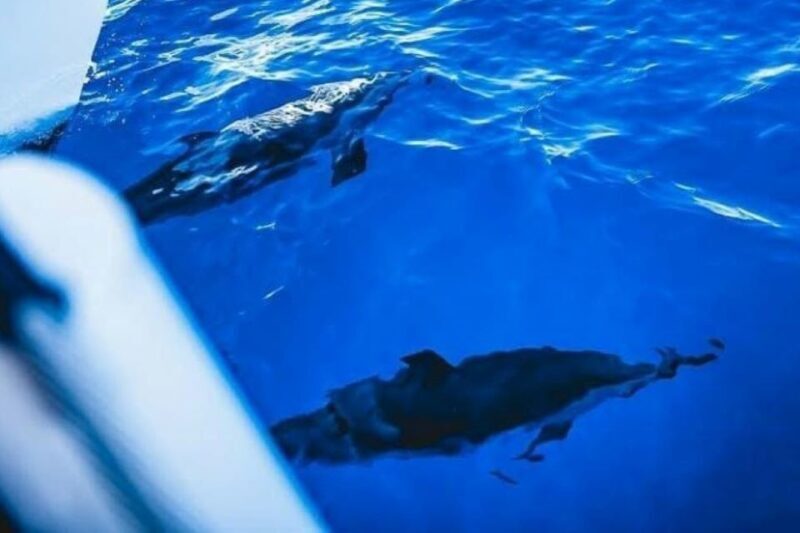 Maalaea: West Maui Snorkeling & Sailing Day Trip with Lunch - Food, Drinks, and Atmosphere