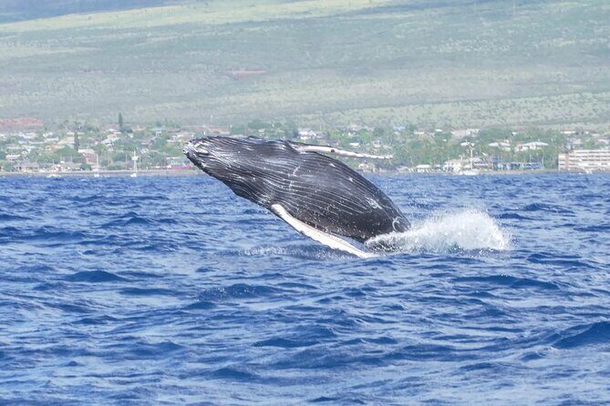Maalaea Whale Watching Activity Visit - Key Points