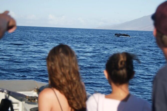 Maalaea Whale Watching Activity Visit - The Sum Up