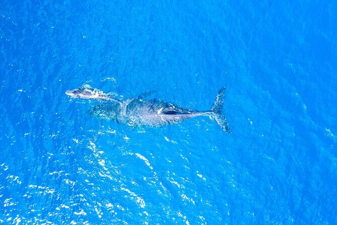 Maalaea Whale Watching Activity Visit - FAQ