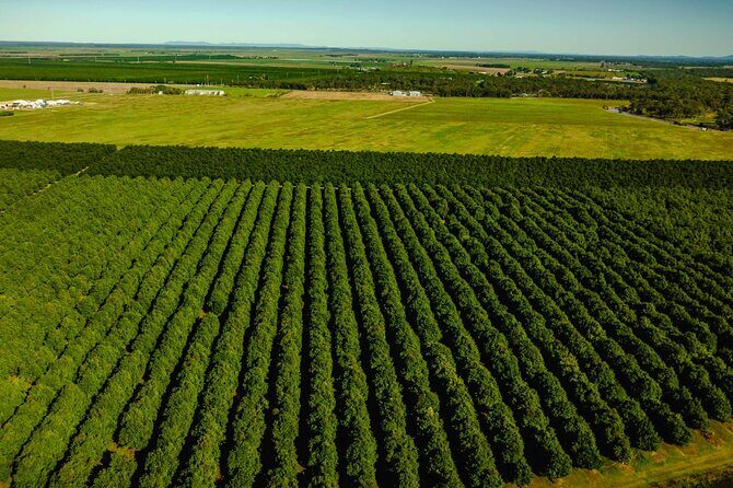 Macadamias Australia Orchard Tour in Bundaberg - The Sum Up