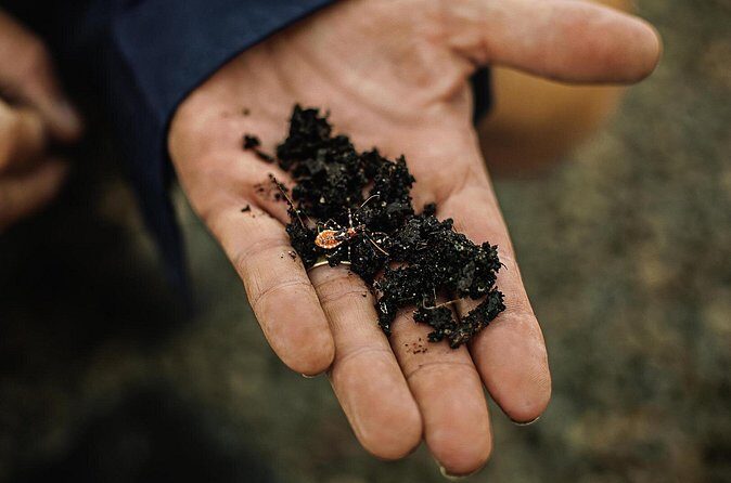 Macadamias Australia Orchard Tour in Bundaberg - FAQ