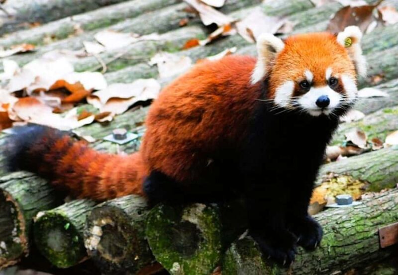 Macau Tour : Pickup + Red Panda + Insurance + Drop-off Hotel - Key Points