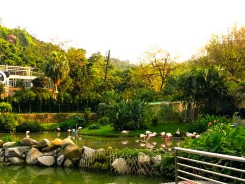 Macau Tour : Pickup + Red Panda + Insurance + Drop-off Hotel - The Experience of a Typical Day