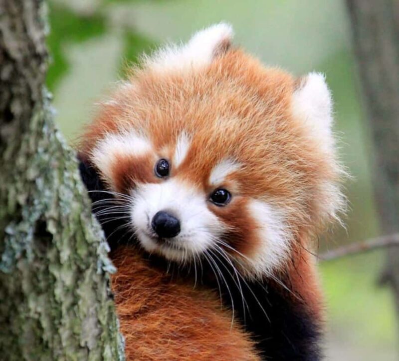 Macau Tour : Pickup + Red Panda + Insurance + Drop-off Hotel - FAQ