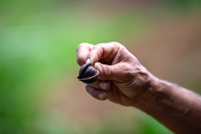 Macnut Tour, Picnic lunch and Maui Bees - Who Should Book This Tour?