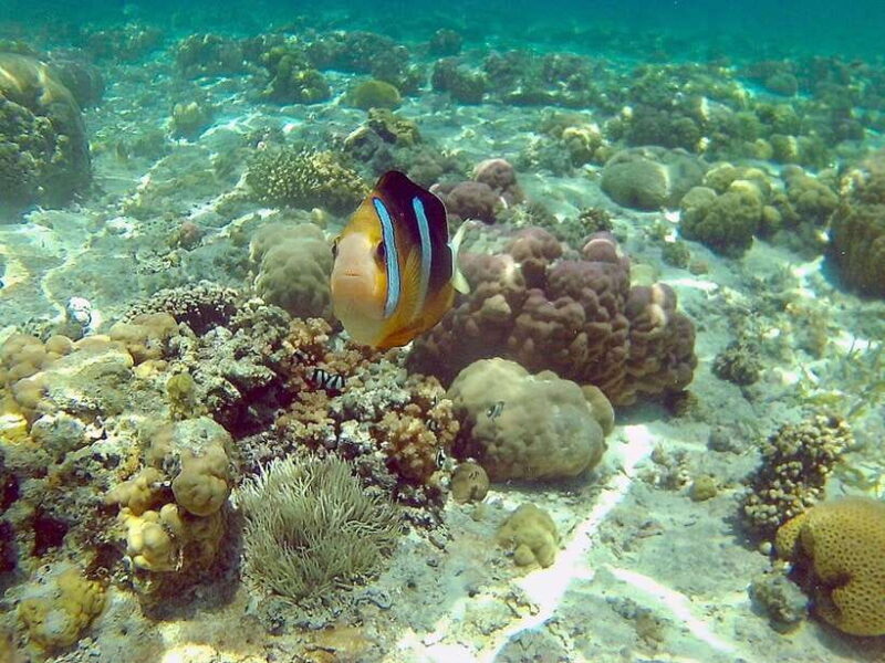 Mactan: Cebu Island Hopping Boat Tour with Lunch - Considerations and Possible Drawbacks