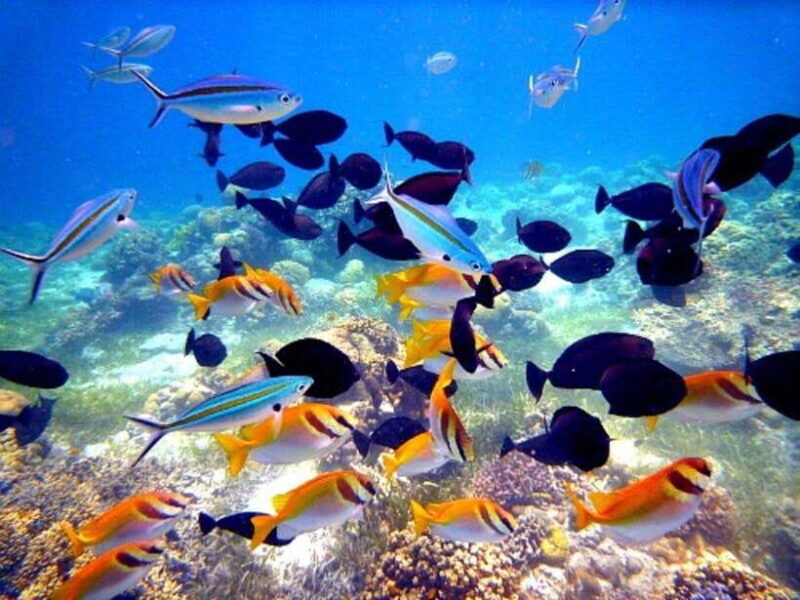 Mactan: Cebu Island Hopping Boat Tour with Lunch - Final Thoughts