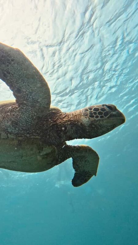 Mactan: Freediving and Island Hopping with lunch - What You’ll Love About This Tour