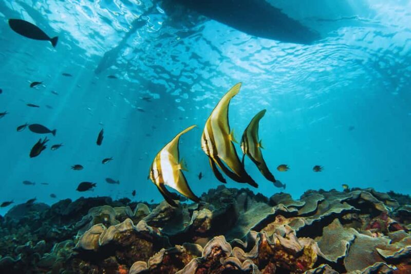 Mactan: Freediving and Island Hopping with lunch - FAQs