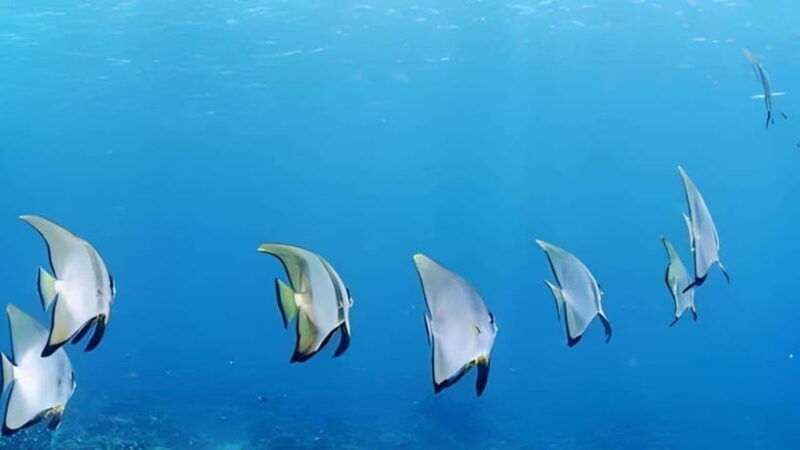 Mactan Island Hopping Gilutungan, Caohagan, Nalusuan + Lunch - Introduction