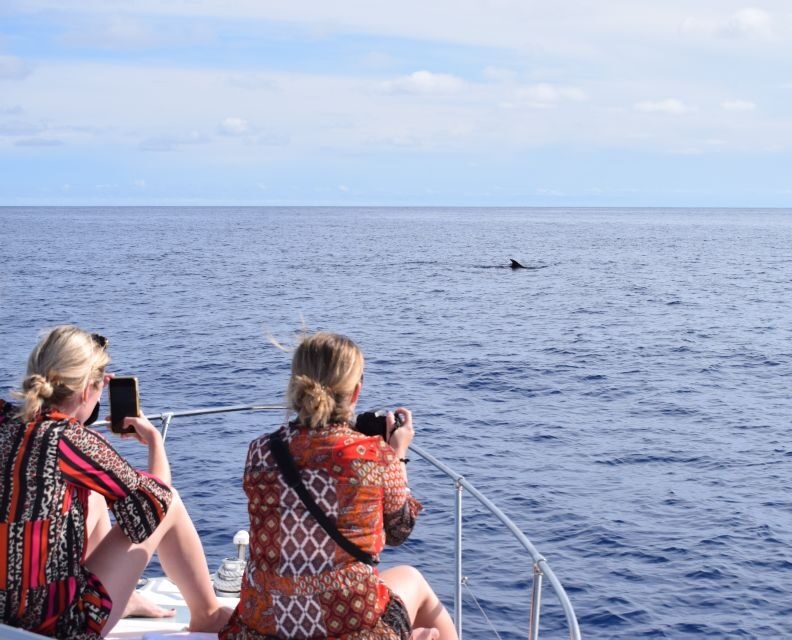 Madeira: 2.5-Hour Whale and Dolphin-Watching Cruise - A Clear Window into Madeira’s Marine World
