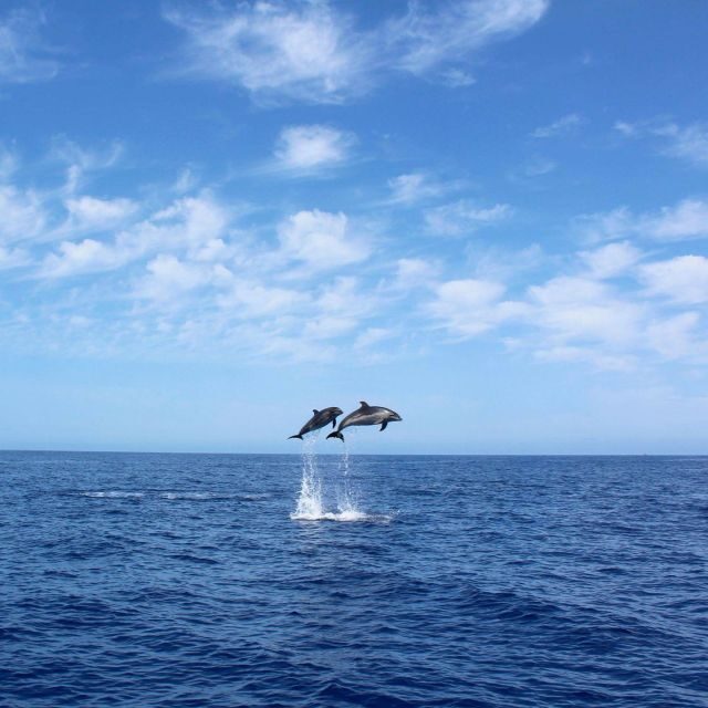 Madeira: 2.5-Hour Whale and Dolphin-Watching Cruise - Wildlife and Marine Life: What You’re Likely to See