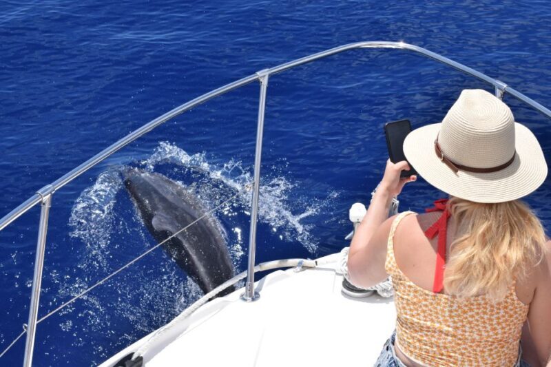 Madeira: 2.5-Hour Whale and Dolphin-Watching Cruise - Authentic Reviews Speak Volumes