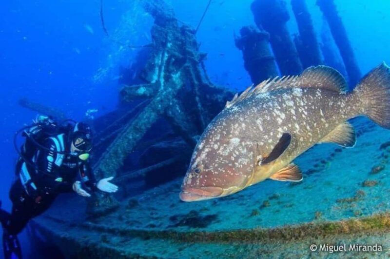 Madeira: 4-hour Scuba Dive from Porto Santo Island - Madeira: 4-hour Scuba Dive from Porto Santo Island — A Deep Look