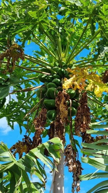Madeira: Banana Plantation Guided Tour with Tasting - Who Will Enjoy This Tour?