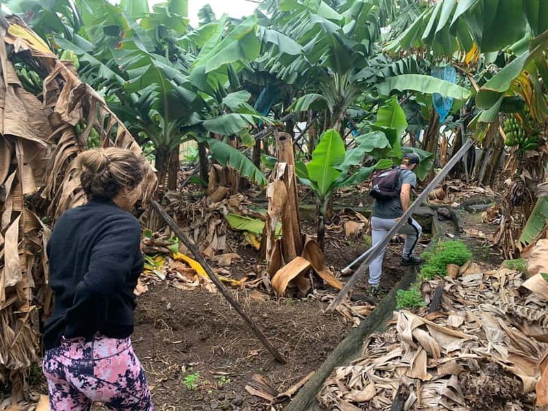 Madeira: Banana Plantation Guided Tour with Tasting - FAQs