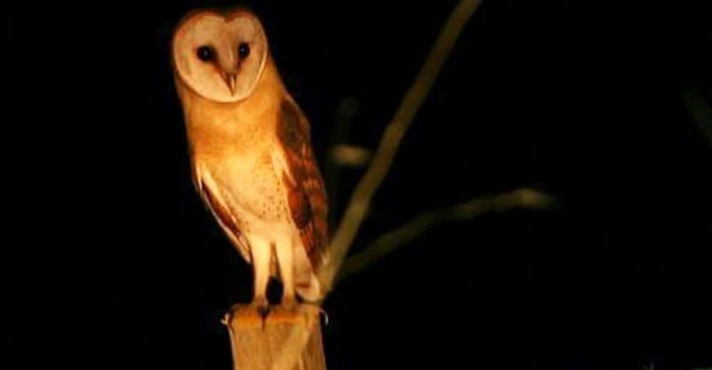 Madeira: Barn Owl Watching - The Itinerary