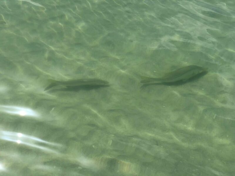 Madeira Beach: Egmont Key Snorkeling and Dolphin Cruise - An Honest Look at the Experience