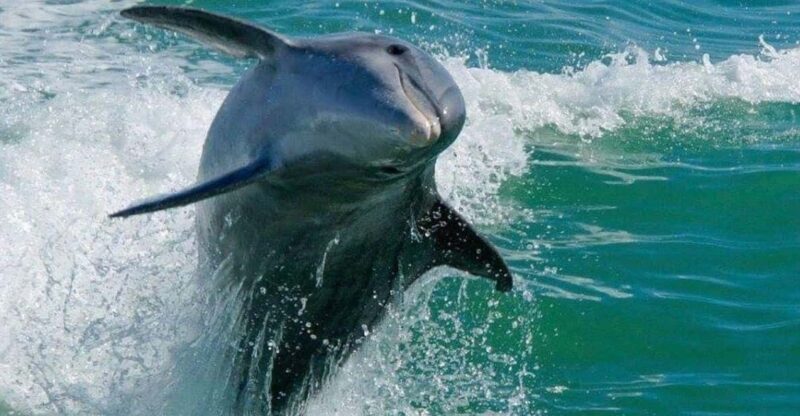 Madeira Beach: Egmont Key Snorkeling and Dolphin Cruise - The Cruise Experience: What to Expect