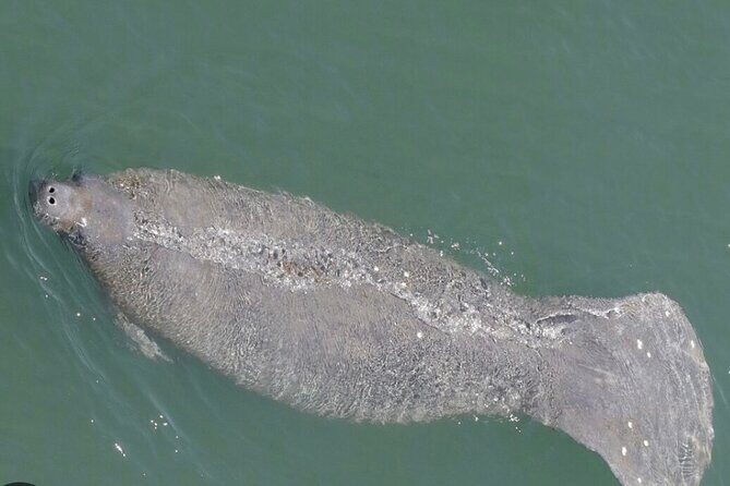 Madeira Beach - Shell Key - Dolphins - Half Day Private Boat Tour - Who Should Consider This Tour?