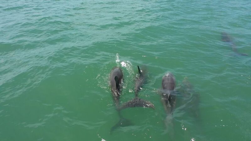 Madeira Beach: Sightseeing Cruise to John's Pass with Guide - FAQ