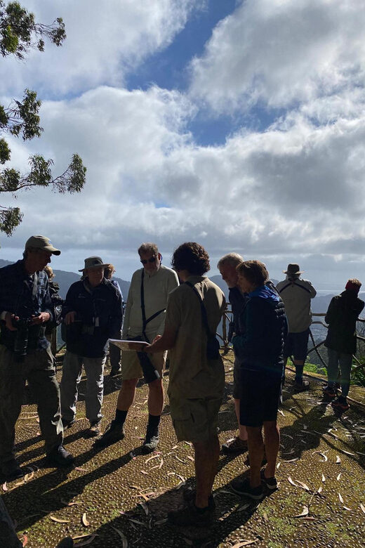 Madeira: Birdwatching - The Endemics - The Heart of the Experience: A Practical Look